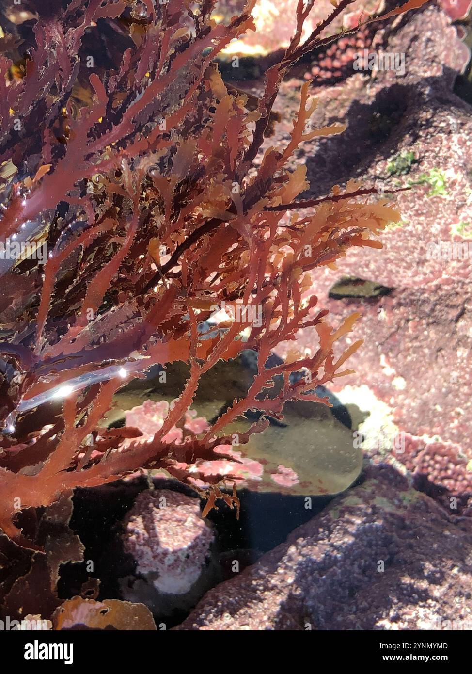 red algae (Rhodophyta Stock Photo - Alamy