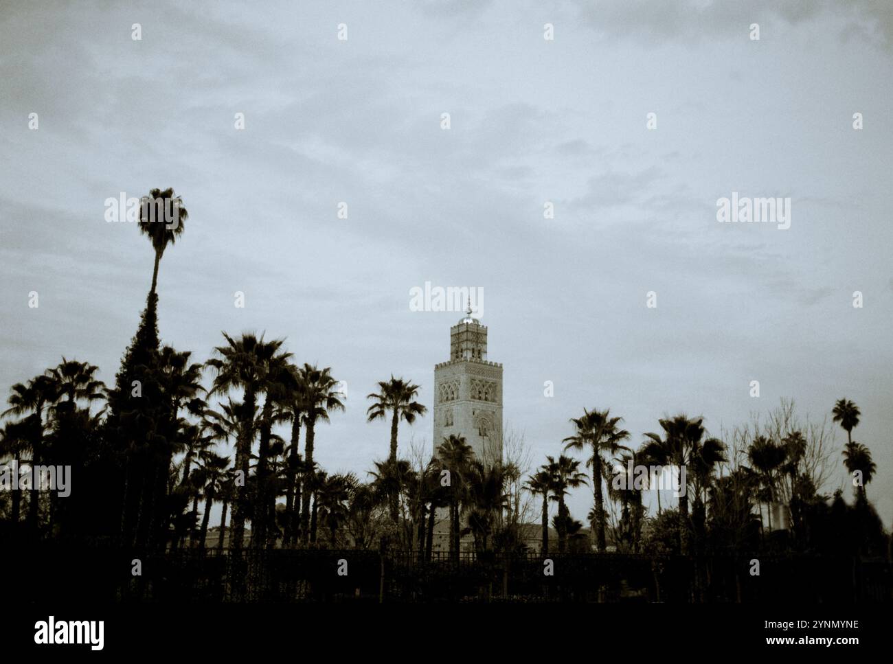 As the sun sets the minaret of the iconic Koutoubia Mosque in the old ...