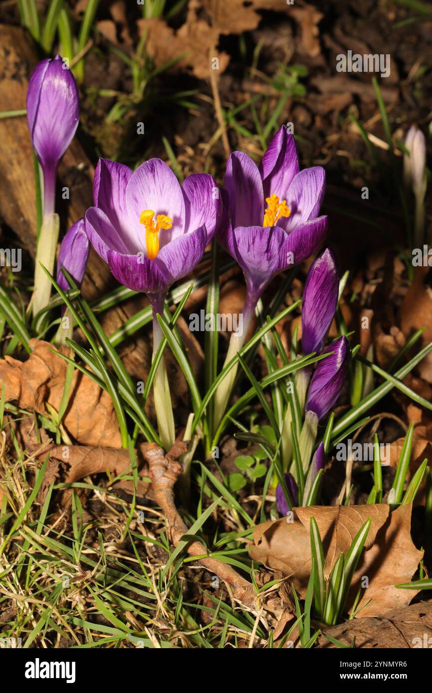 (Crocus neapolitanus × tommasinianus Stock Photo - Alamy