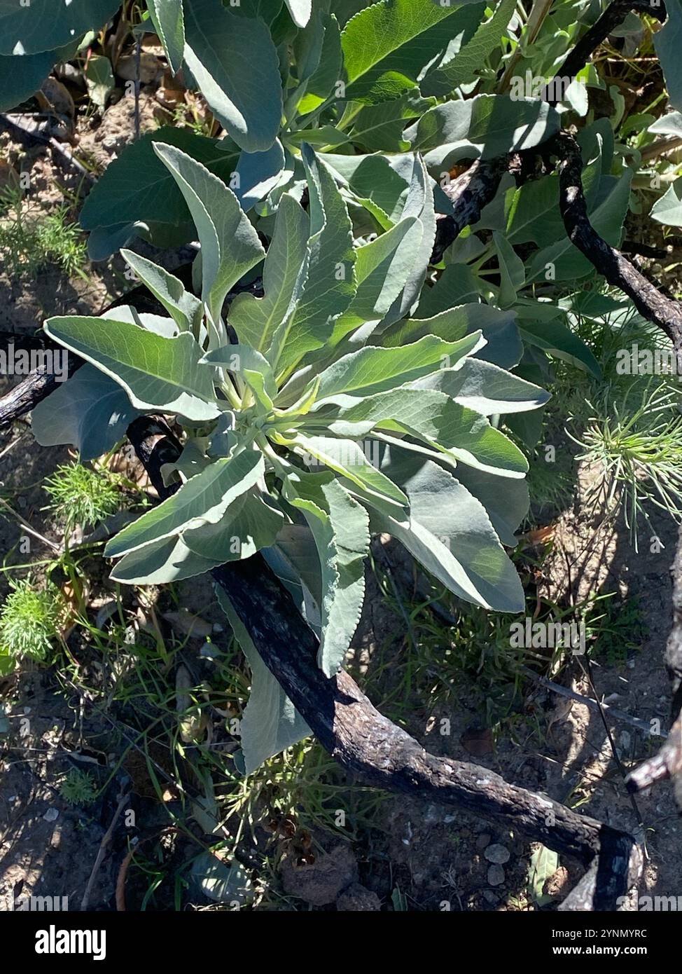 white sage (Salvia apiana Stock Photo - Alamy