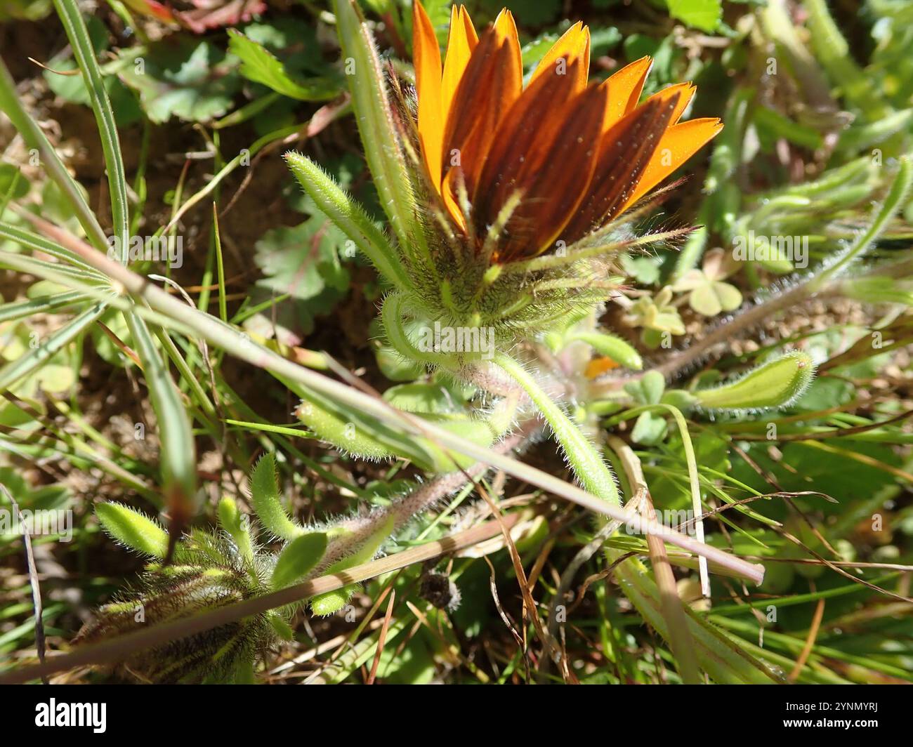 Beetle Daisy (Gorteria diffusa diffusa Stock Photo - Alamy