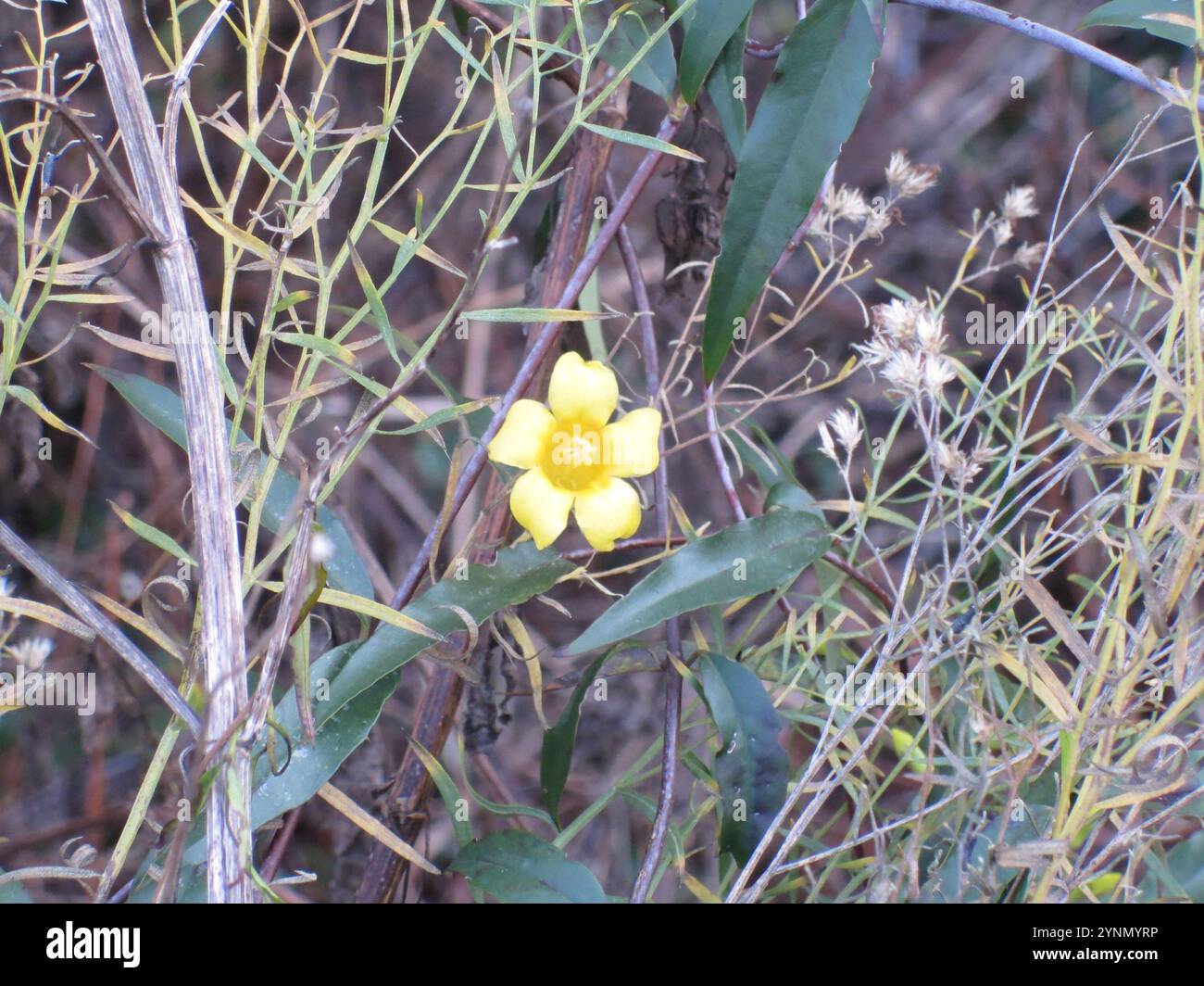 yellow jessamine (Gelsemium sempervirens Stock Photo - Alamy