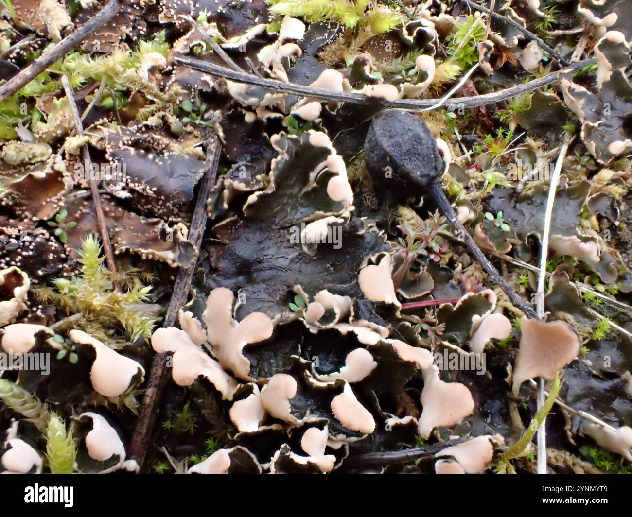 Blacksaddle pelt lichen (Peltigera neckeri Stock Photo - Alamy
