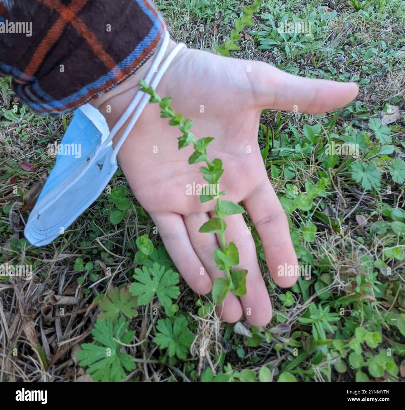 clasping Venus's looking glass (Triodanis perfoliata Stock Photo - Alamy