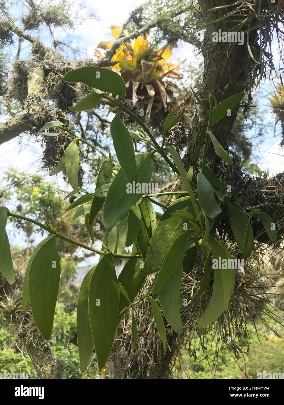 trailing lily (Bomarea multiflora Stock Photo - Alamy