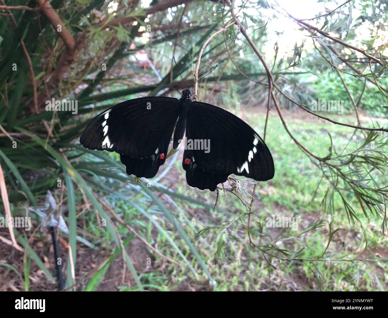 Orchard Swallowtail (Papilio aegeus Stock Photo - Alamy