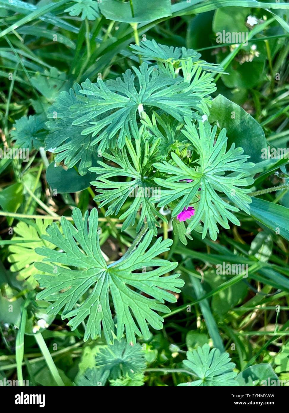 Cut-leaved crane's-bill (Geranium dissectum Stock Photo - Alamy