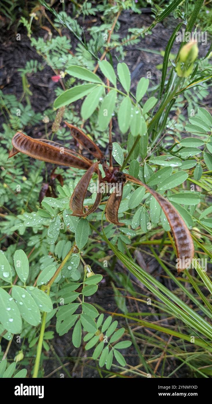 Grand Hoarypea (Tephrosia grandiflora Stock Photo - Alamy