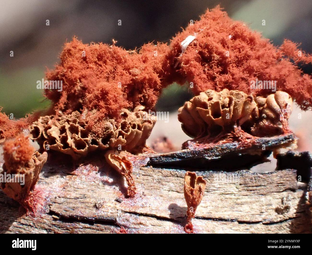 Wasp's Nest Slime Mold (Metatrichia vesparia Stock Photo - Alamy