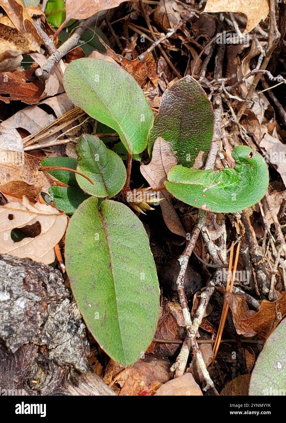 trailing arbutus (Epigaea repens Stock Photo - Alamy