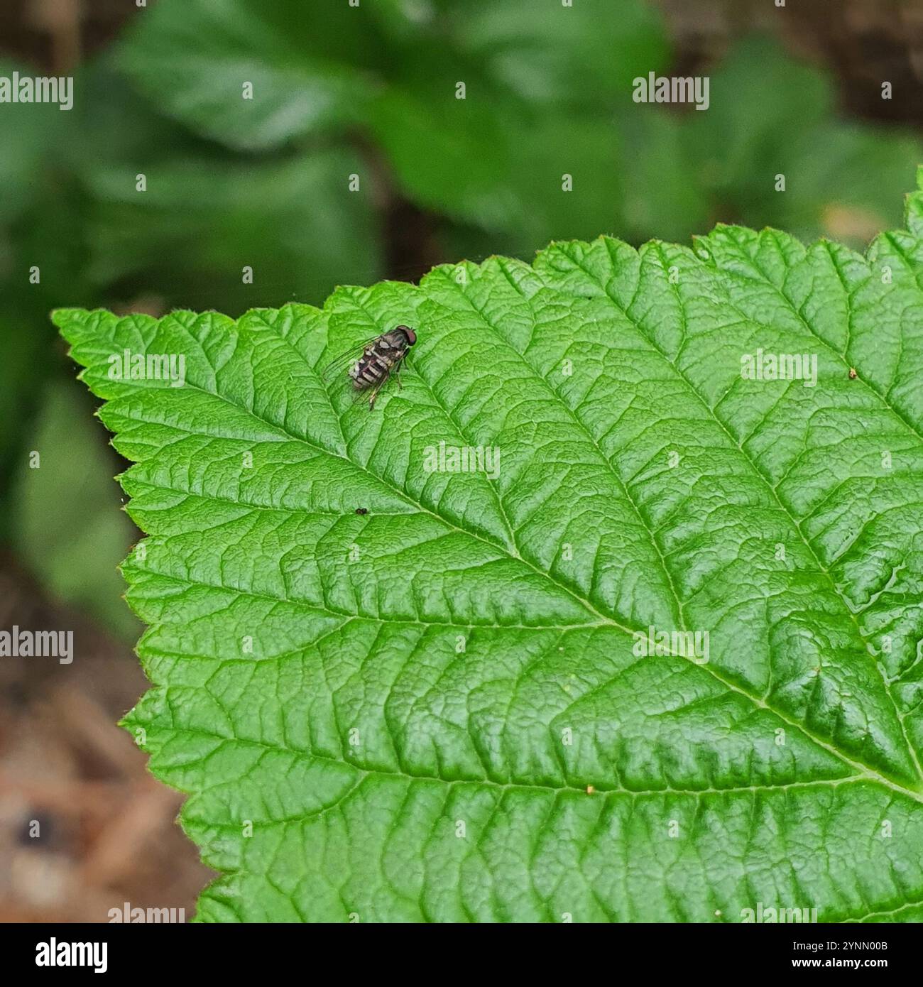 Flat-footed Flies (Platypezidae Stock Photo - Alamy