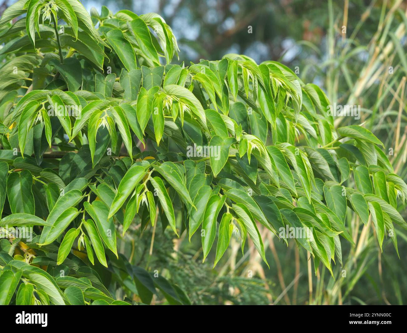Oriental trema hi-res stock photography and images - Alamy