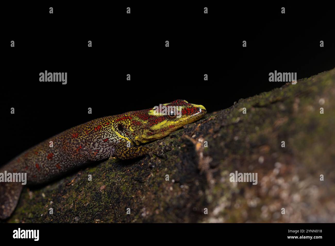 Jungle enciroment hi-res stock photography and images - Alamy