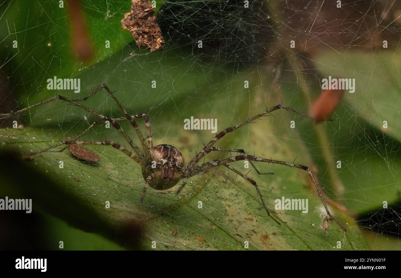 Spiders web leaves hi-res stock photography and images - Alamy