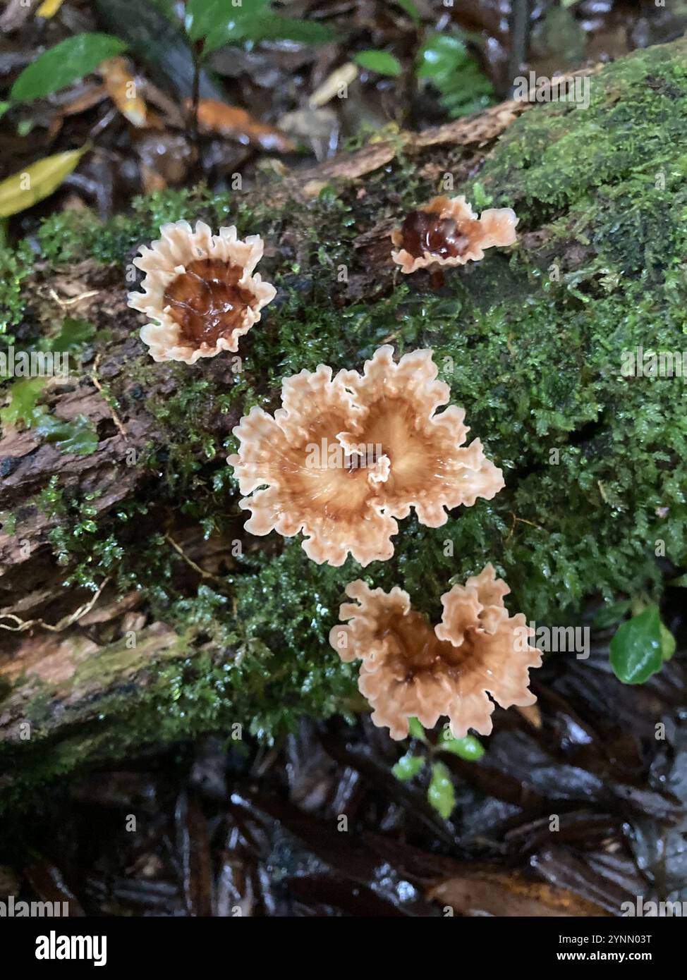 Wine Glass Fungus (Podoscypha petalodes Stock Photo - Alamy