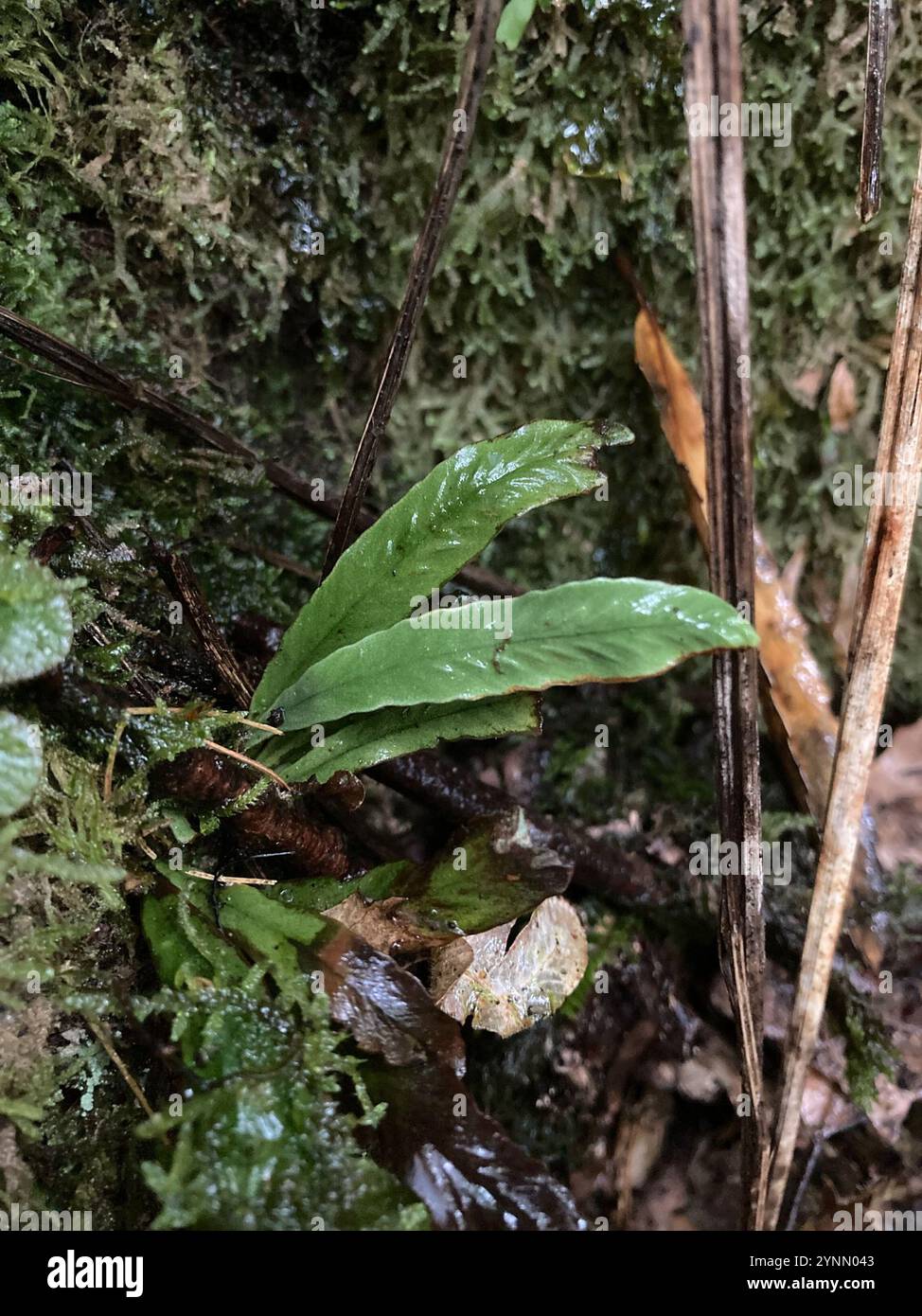 Common strap fern (Notogrammitis billardierei Stock Photo - Alamy