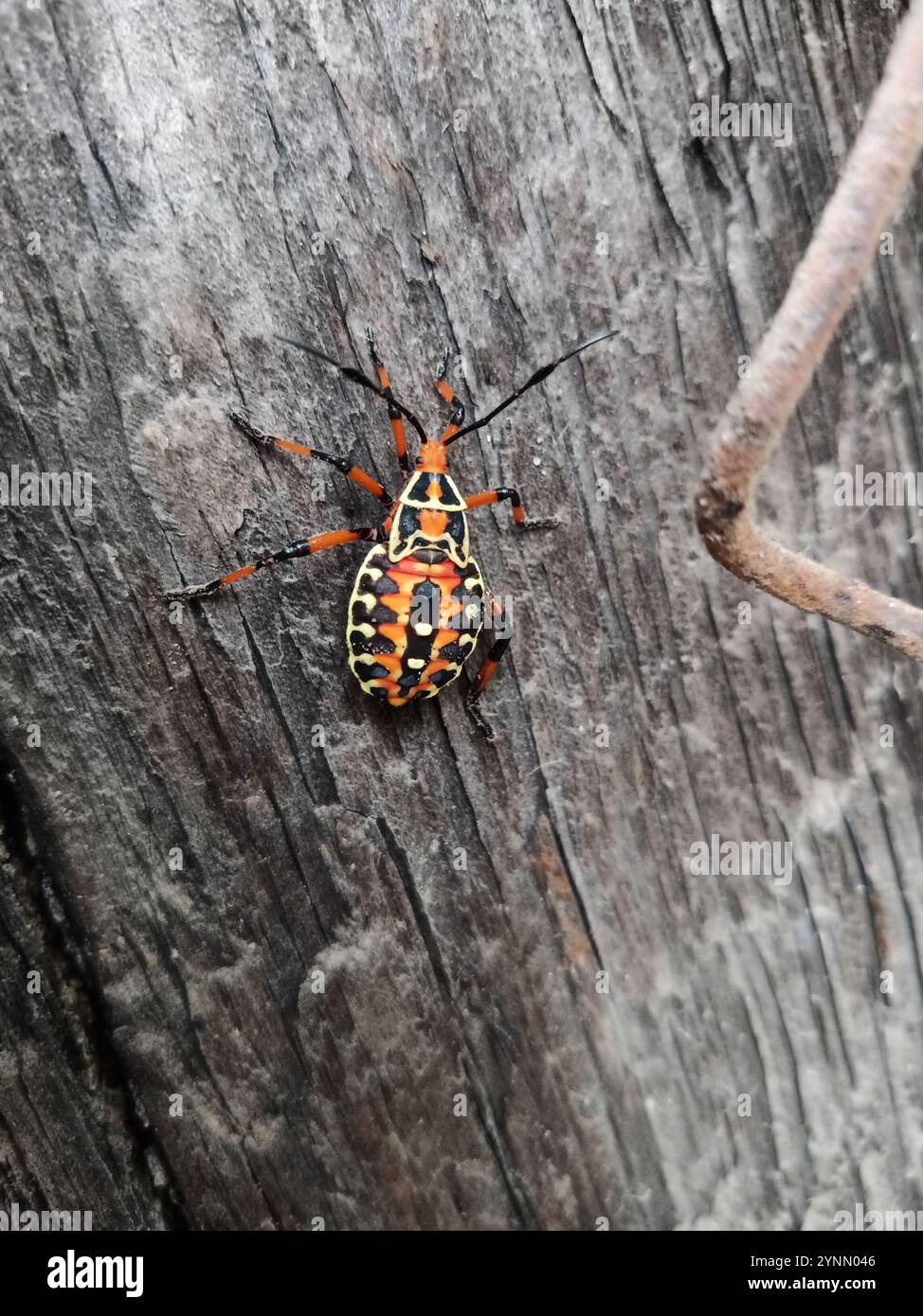 Pachylis hi-res stock photography and images - Alamy