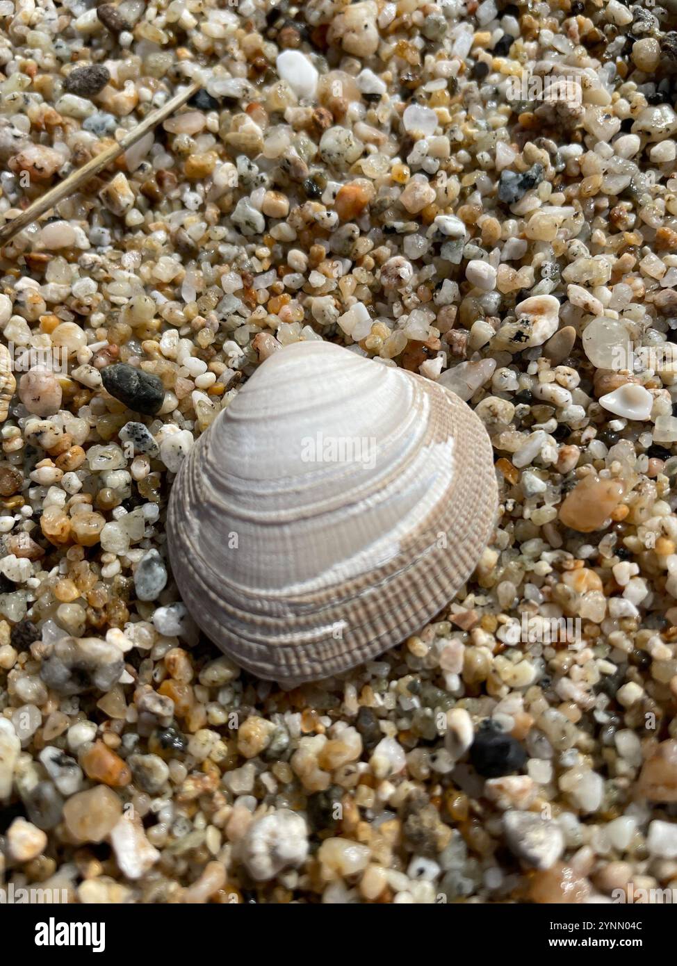 Pacific Littleneck Clam (Leukoma staminea Stock Photo - Alamy