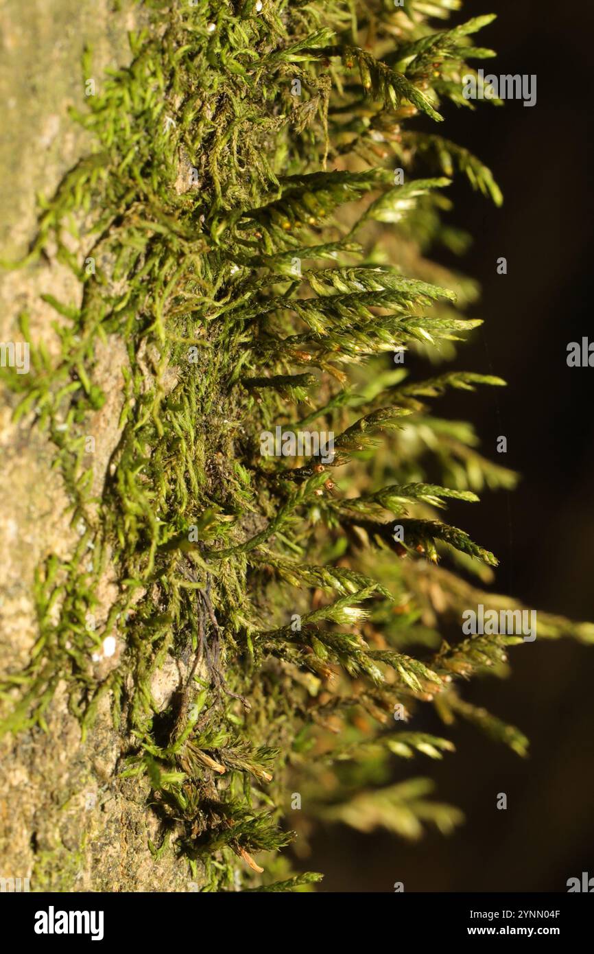 Lateral Cryphaea (Cryphaea heteromalla Stock Photo - Alamy