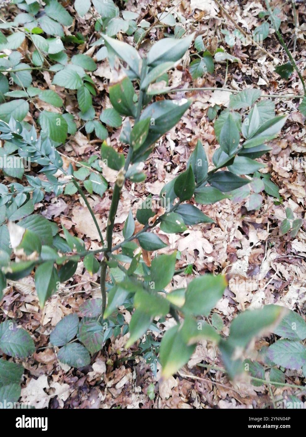 butcher's-broom (Ruscus aculeatus Stock Photo - Alamy