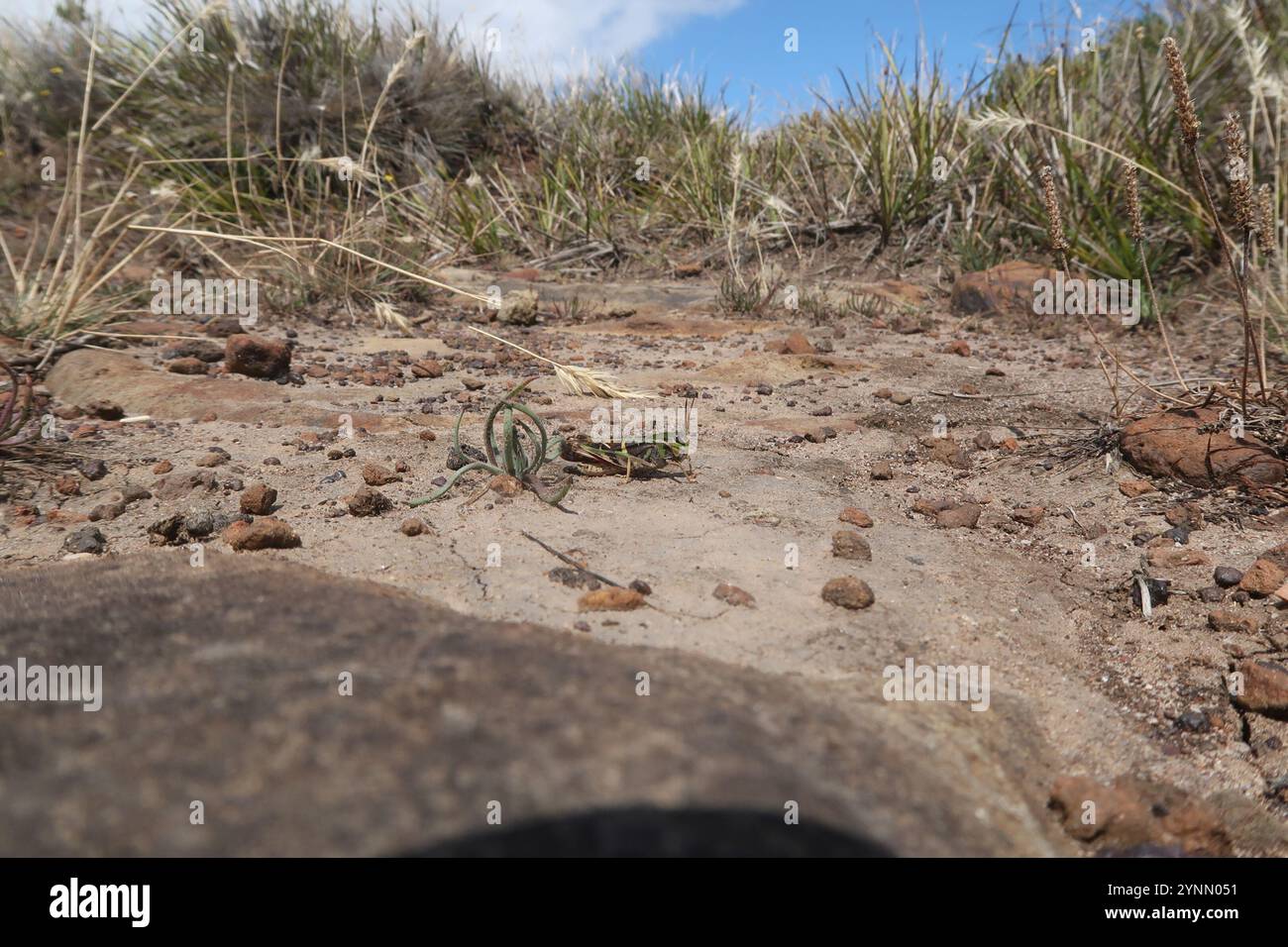 Australian Yellow-winged Locust (Gastrimargus musicus Stock Photo - Alamy