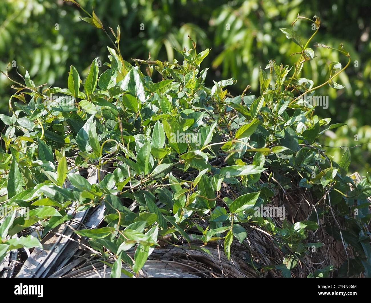 skunk vine (Paederia foetida Stock Photo - Alamy