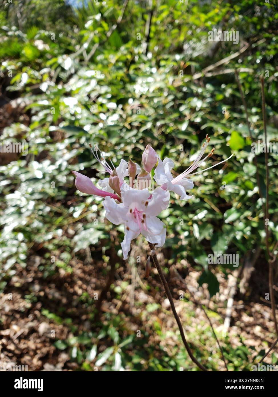 Mountain Azalea (Rhododendron canescens Stock Photo - Alamy