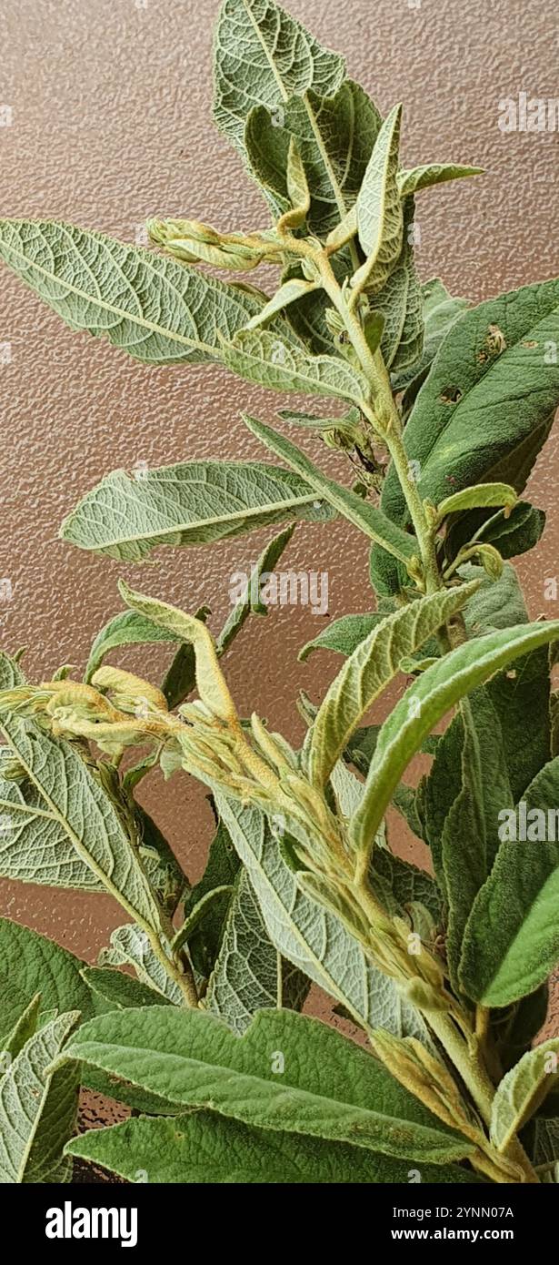 Spiked Sida (Sida hackettiana Stock Photo - Alamy