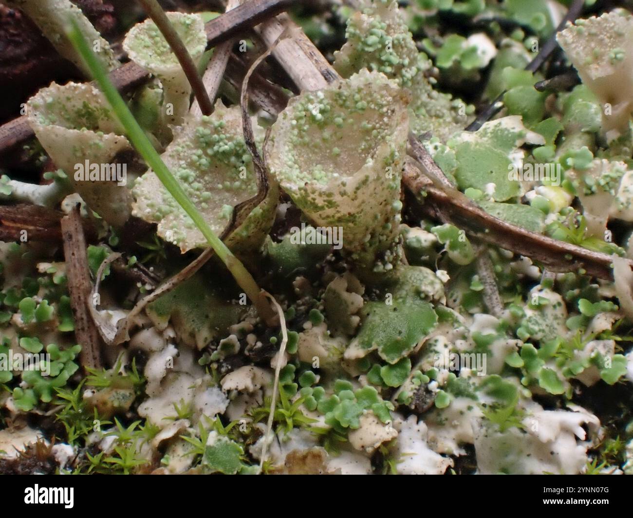 Pebbled Pixie Cup (Cladonia pyxidata Stock Photo - Alamy