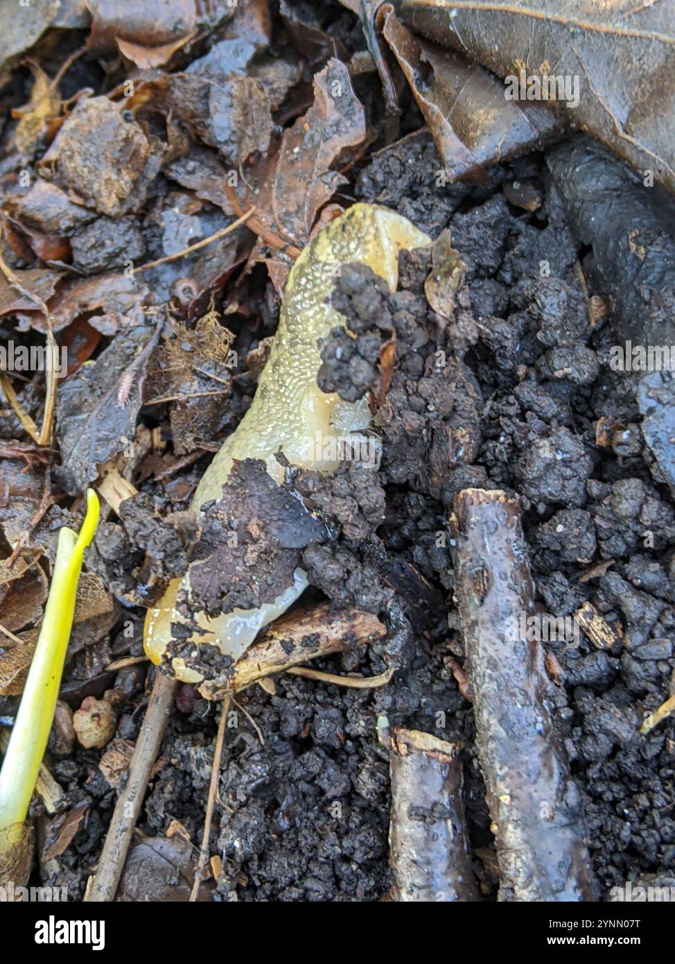 Green Cellar Slug (Limacus maculatus Stock Photo - Alamy
