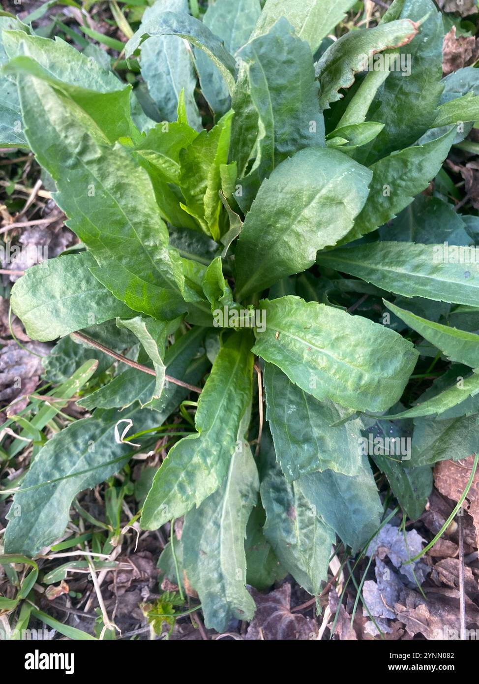 curled dock (Rumex crispus Stock Photo - Alamy