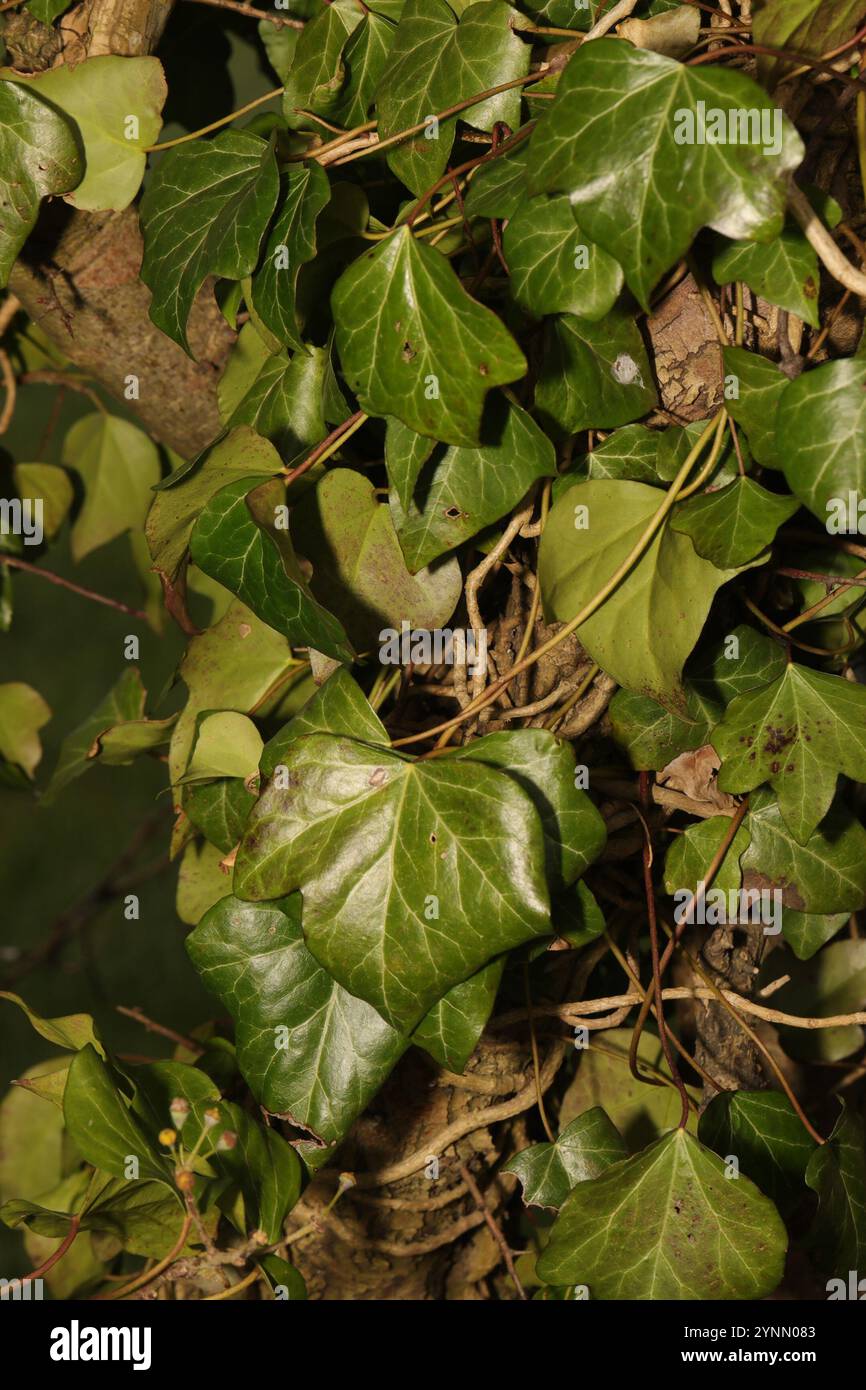 common ivy (Hedera helix Stock Photo - Alamy