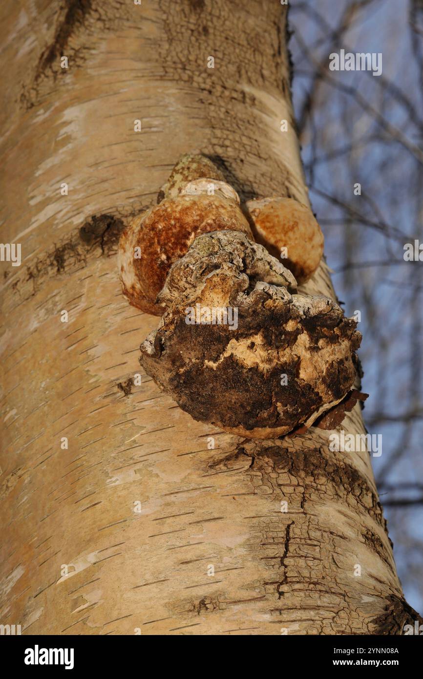 Hoof Fungus (Fomes fomentarius Stock Photo - Alamy