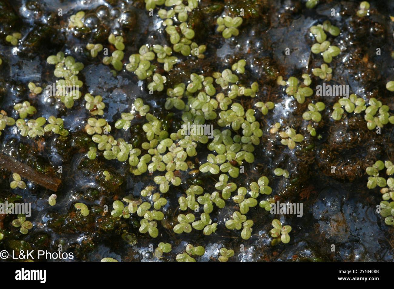 turion duckweed (Lemna turionifera Stock Photo - Alamy