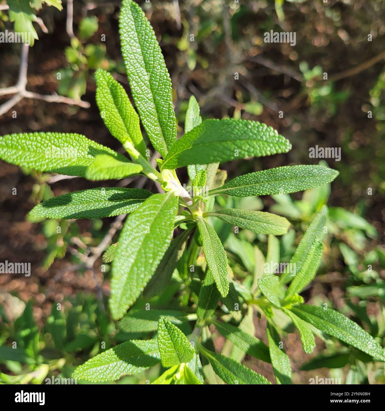 black sage (Salvia mellifera Stock Photo - Alamy
