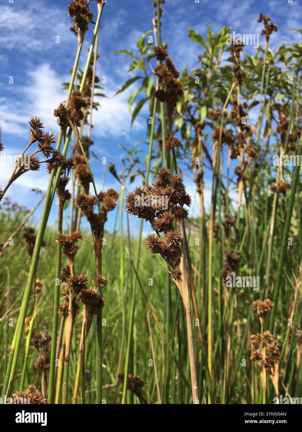 grasses, sedges, cattails, and allies (Poales Stock Photo - Alamy