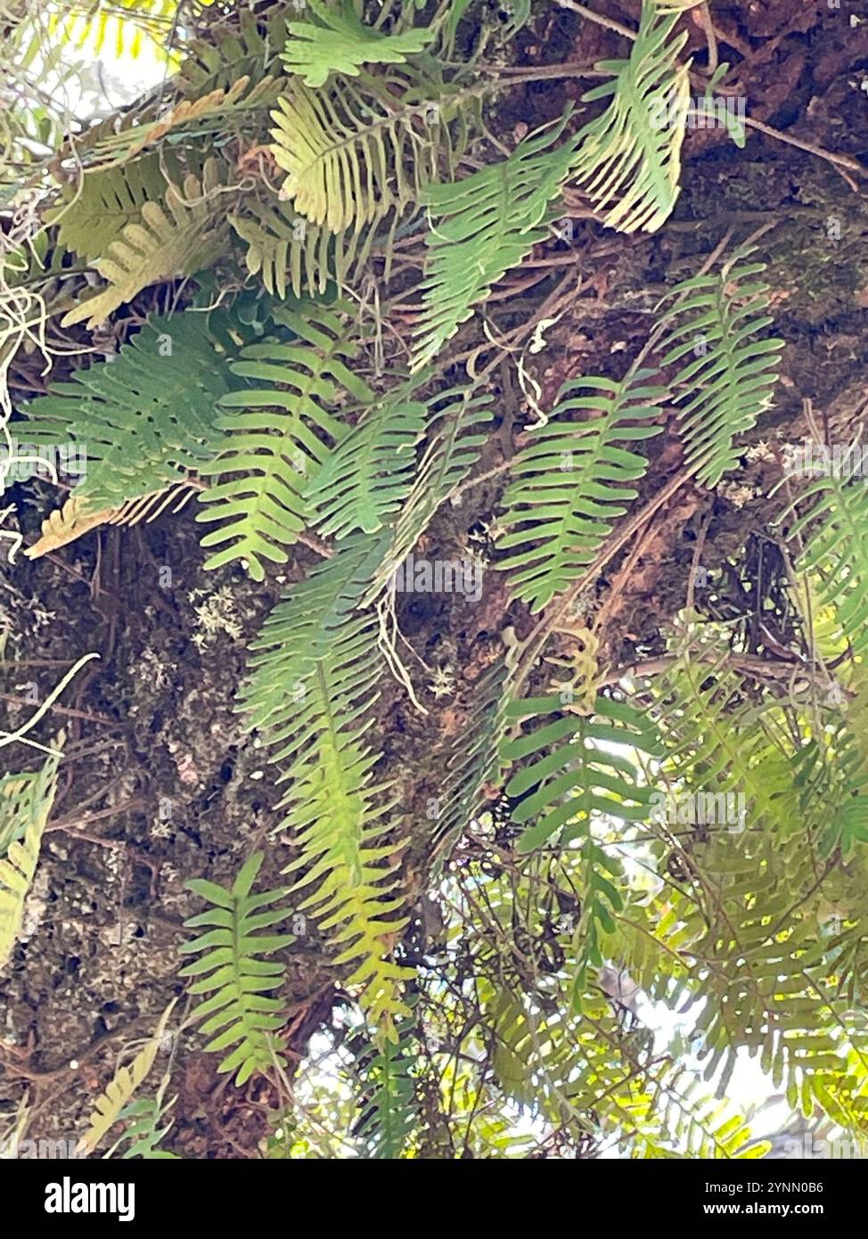 resurrection fern (Pleopeltis michauxiana Stock Photo - Alamy