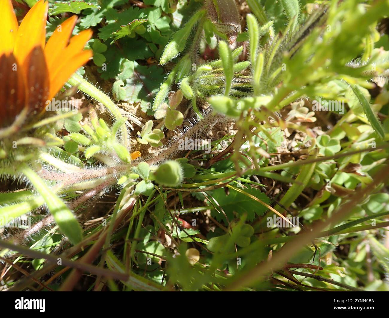 Beetle Daisy (Gorteria diffusa diffusa Stock Photo - Alamy