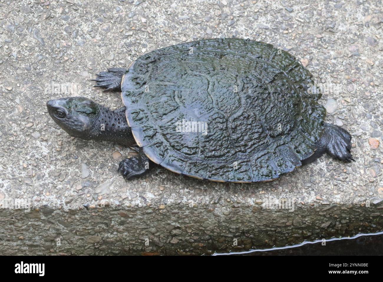 Saw shelled turtle hi-res stock photography and images - Alamy