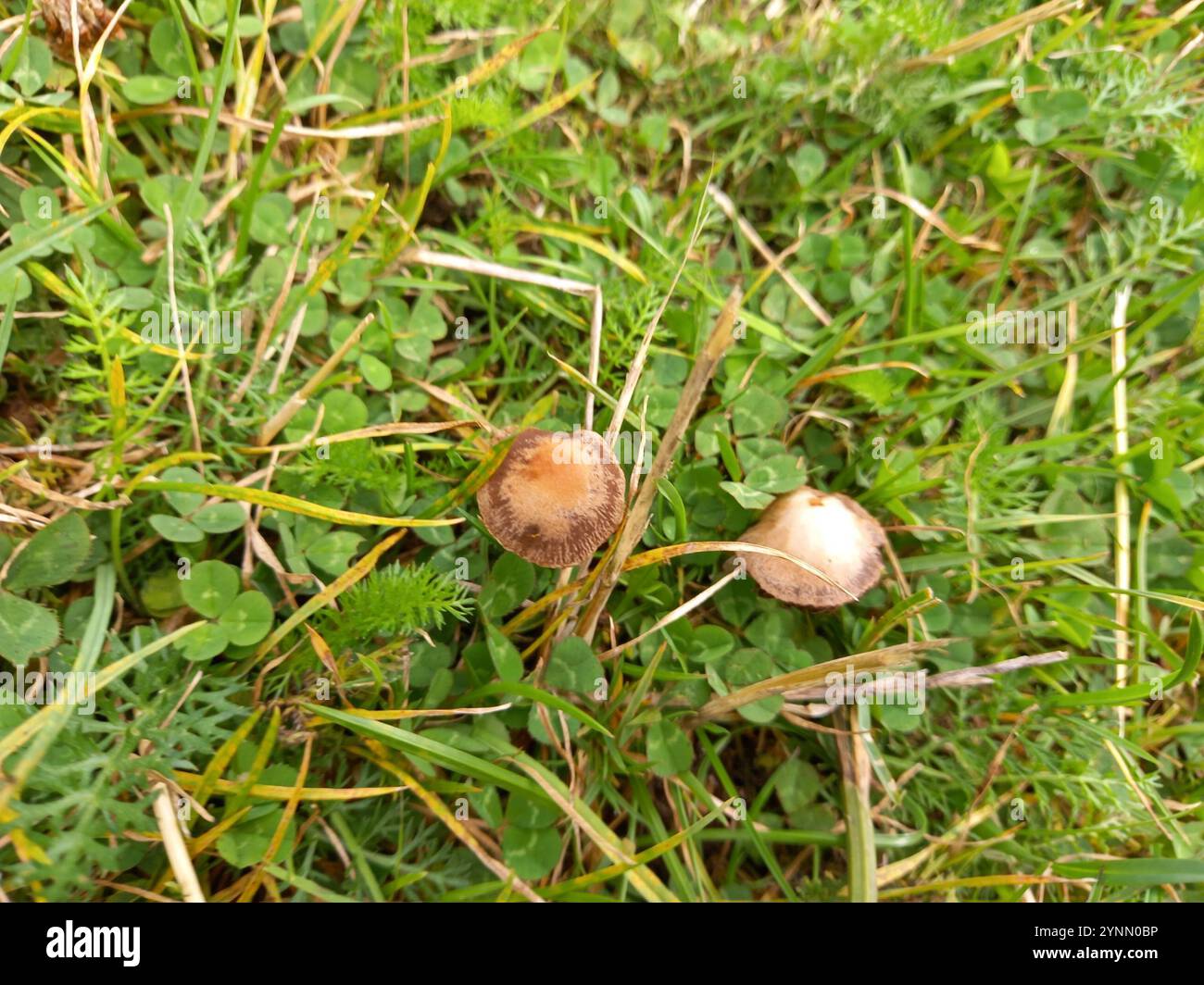 Mower's Mushroom (Panaeolus foenisecii Stock Photo - Alamy