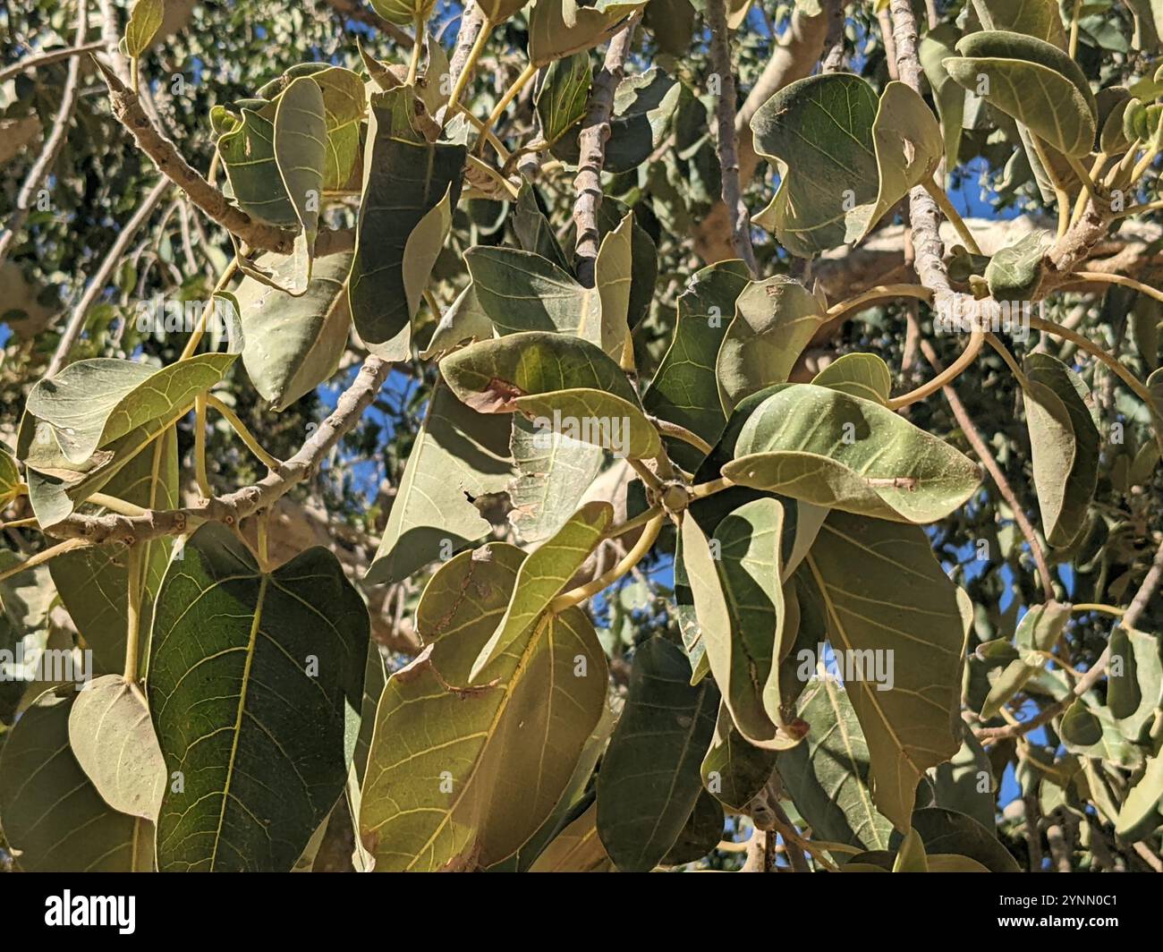 Ficus petiolaris hi-res stock photography and images - Alamy