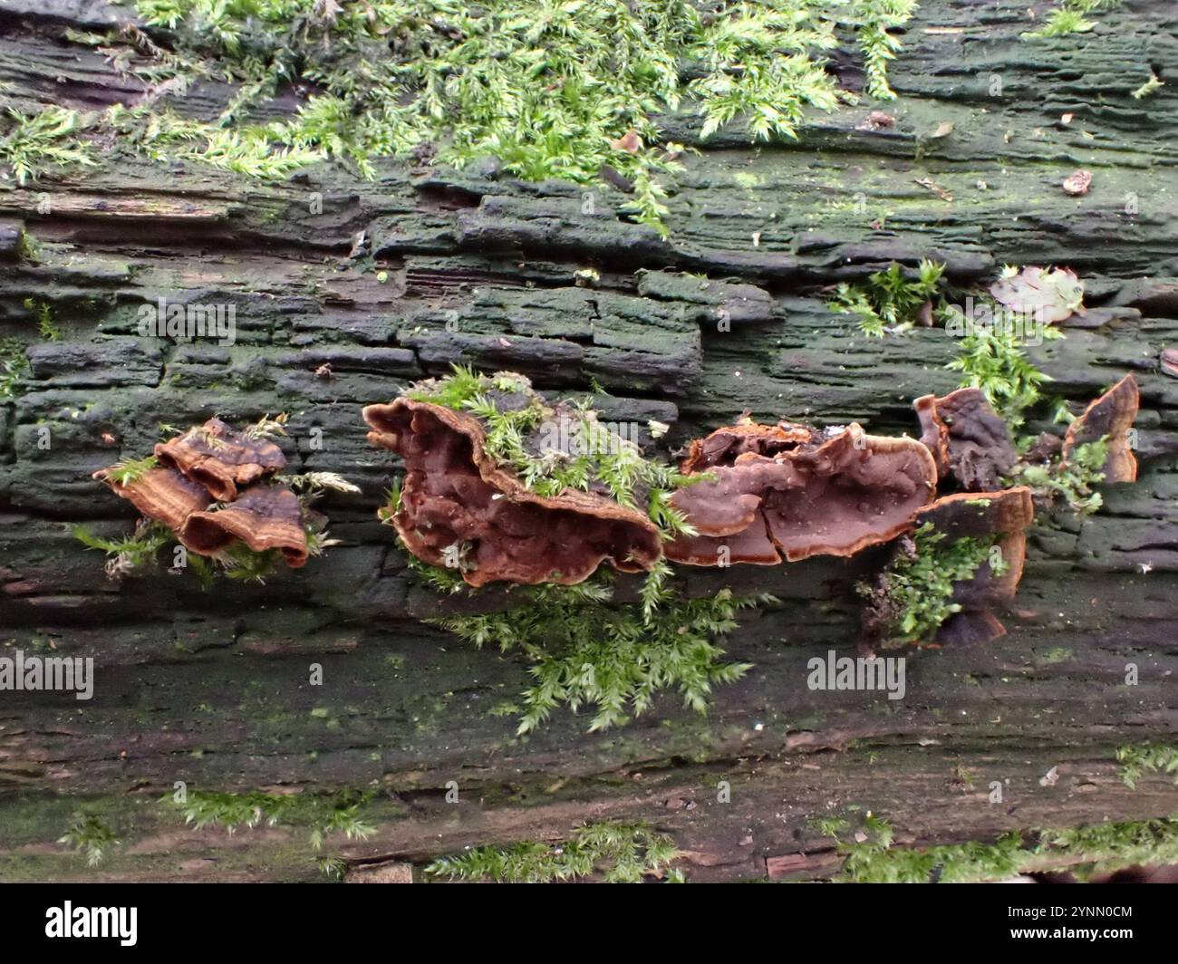 Oak Curtain Crust Fungus (Hymenochaete rubiginosa Stock Photo - Alamy