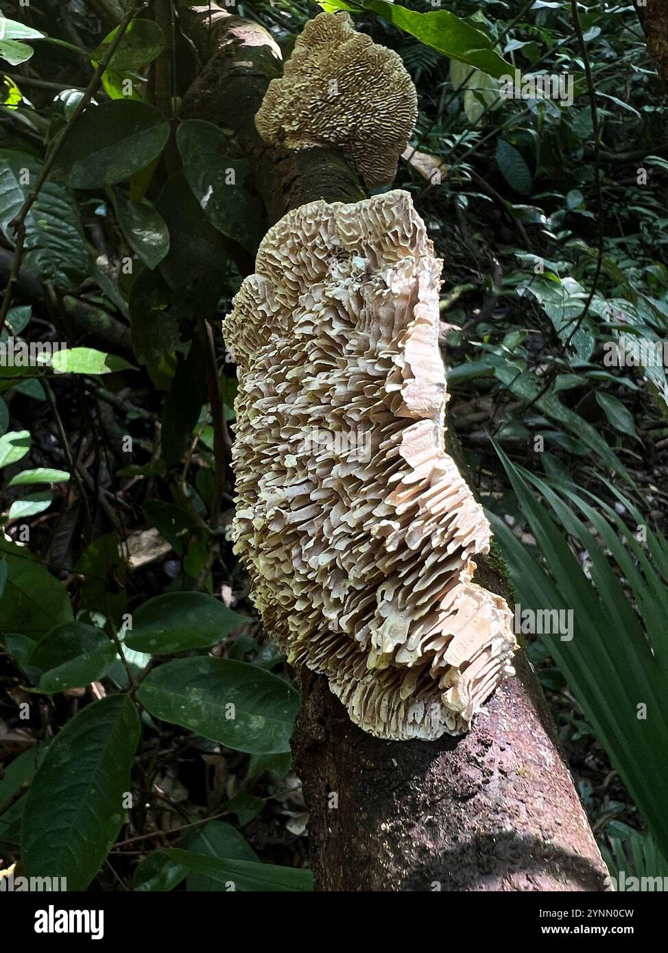 Gilled Polypore (Trametes betulina Stock Photo - Alamy