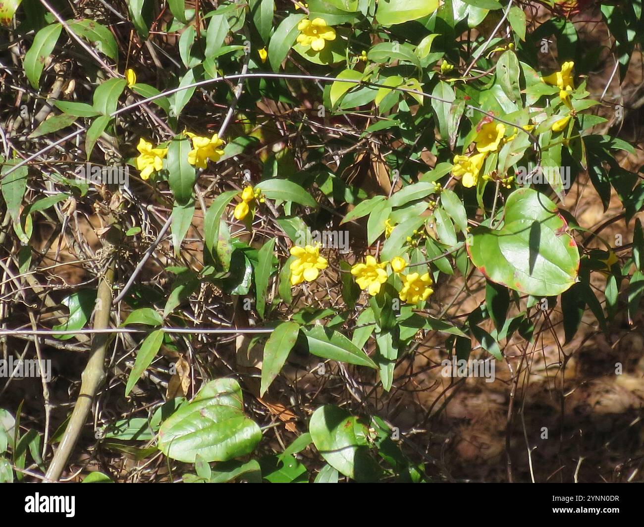yellow jessamine (Gelsemium sempervirens Stock Photo - Alamy