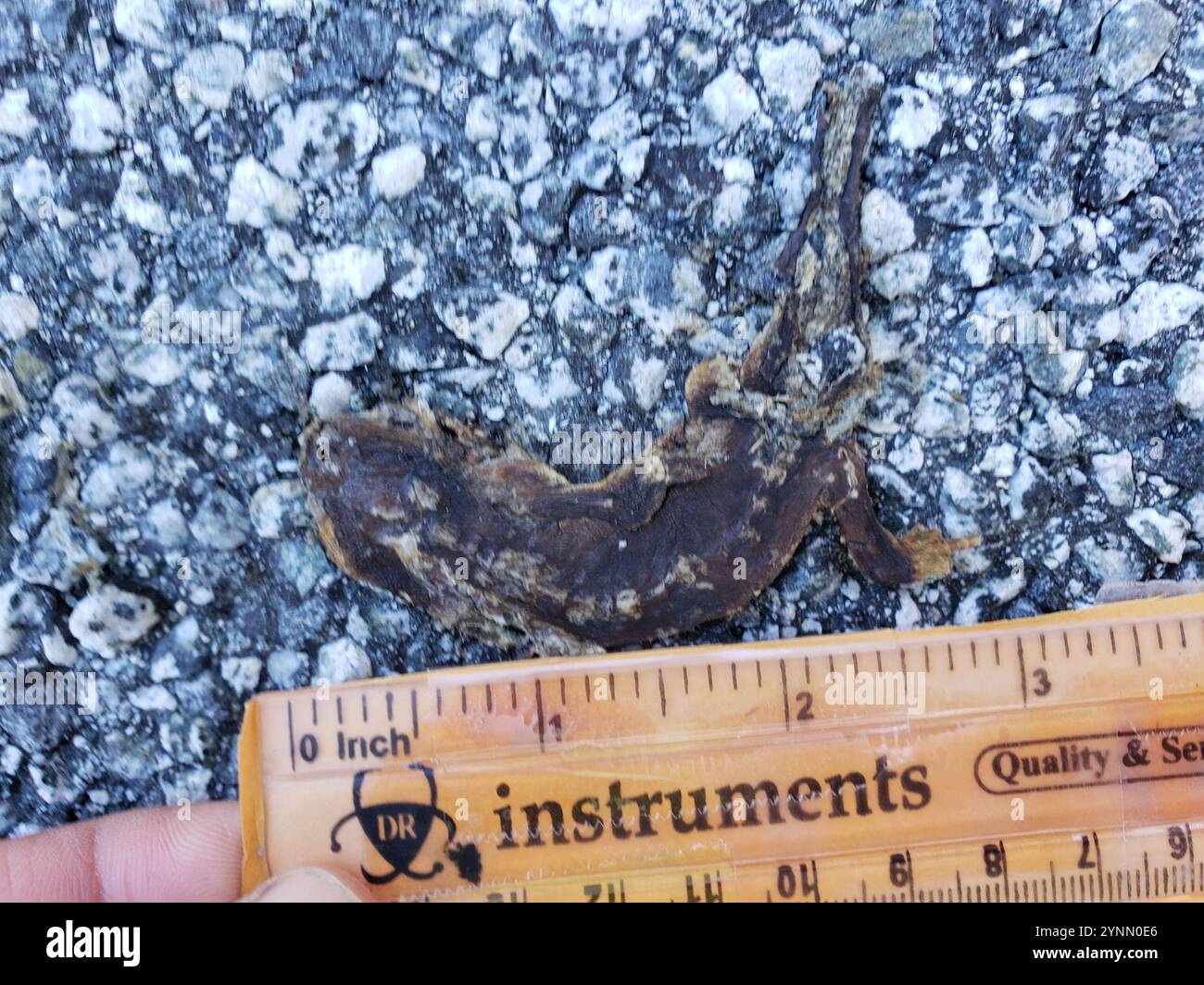 Pacific Newts (Taricha Stock Photo - Alamy