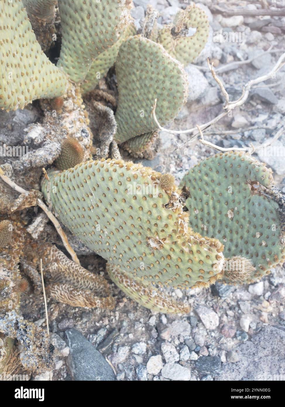 beavertail cactus (Opuntia basilaris basilaris Stock Photo - Alamy