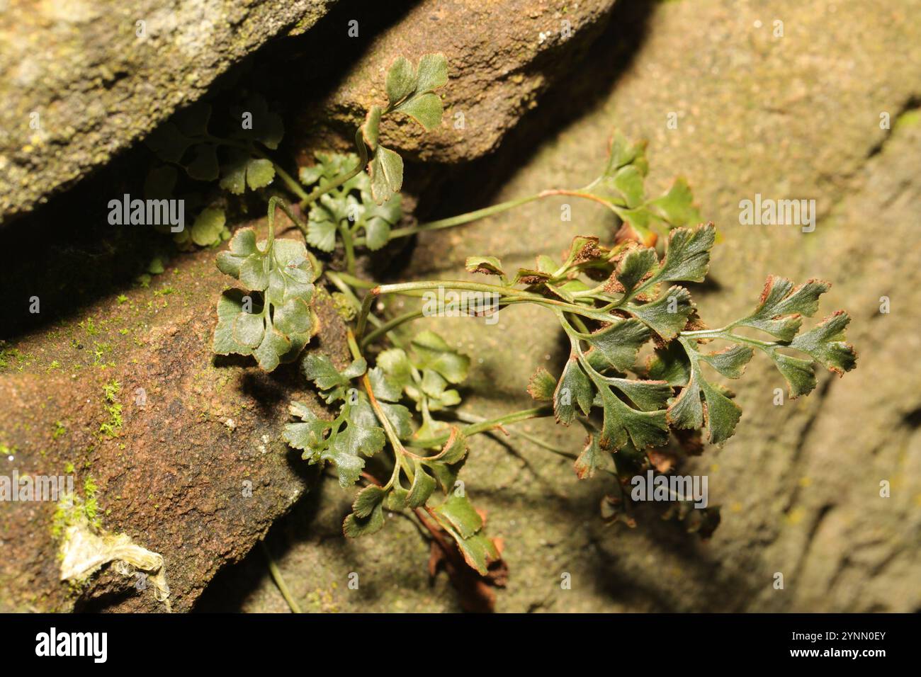 wall-rue (Asplenium ruta-muraria Stock Photo - Alamy