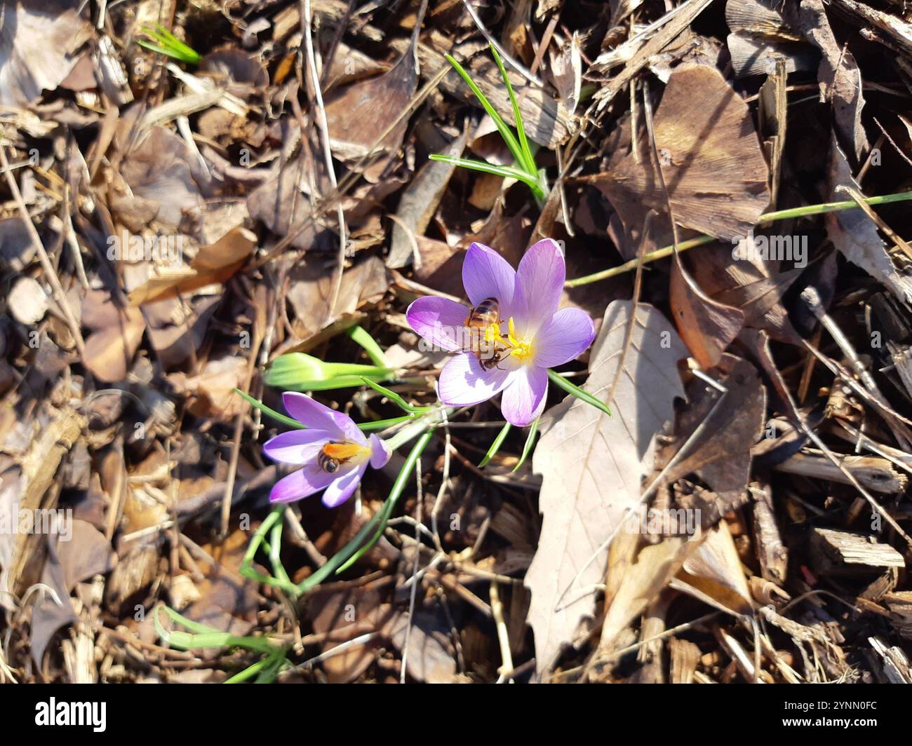 Woodland crocus (Crocus tommasinianus Stock Photo - Alamy