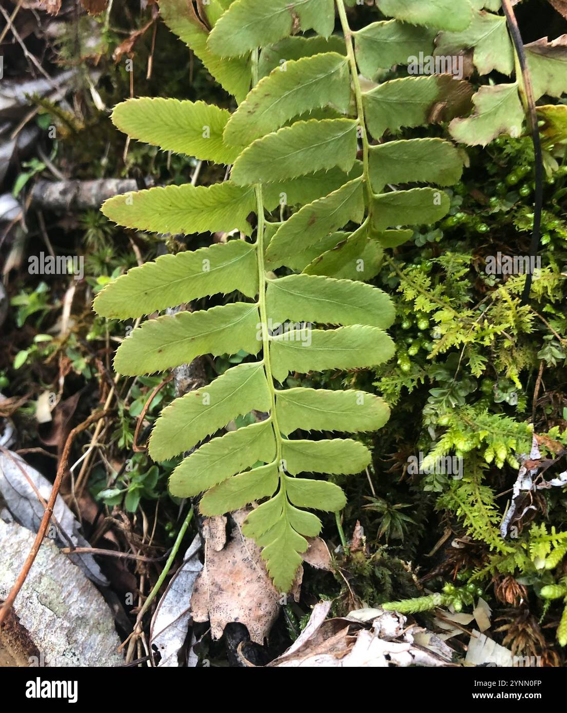 Christmas fern (Polystichum acrostichoides Stock Photo - Alamy