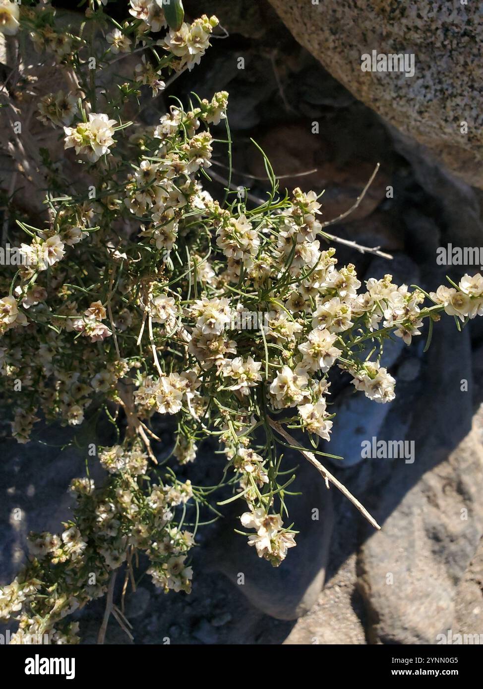 Cheesebush (Ambrosia salsola Stock Photo - Alamy